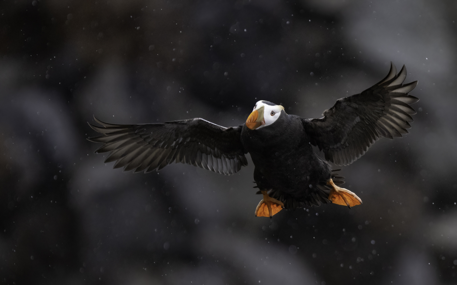 The Ultimate Beginner's Guide to Bird Photography | PetaPixel