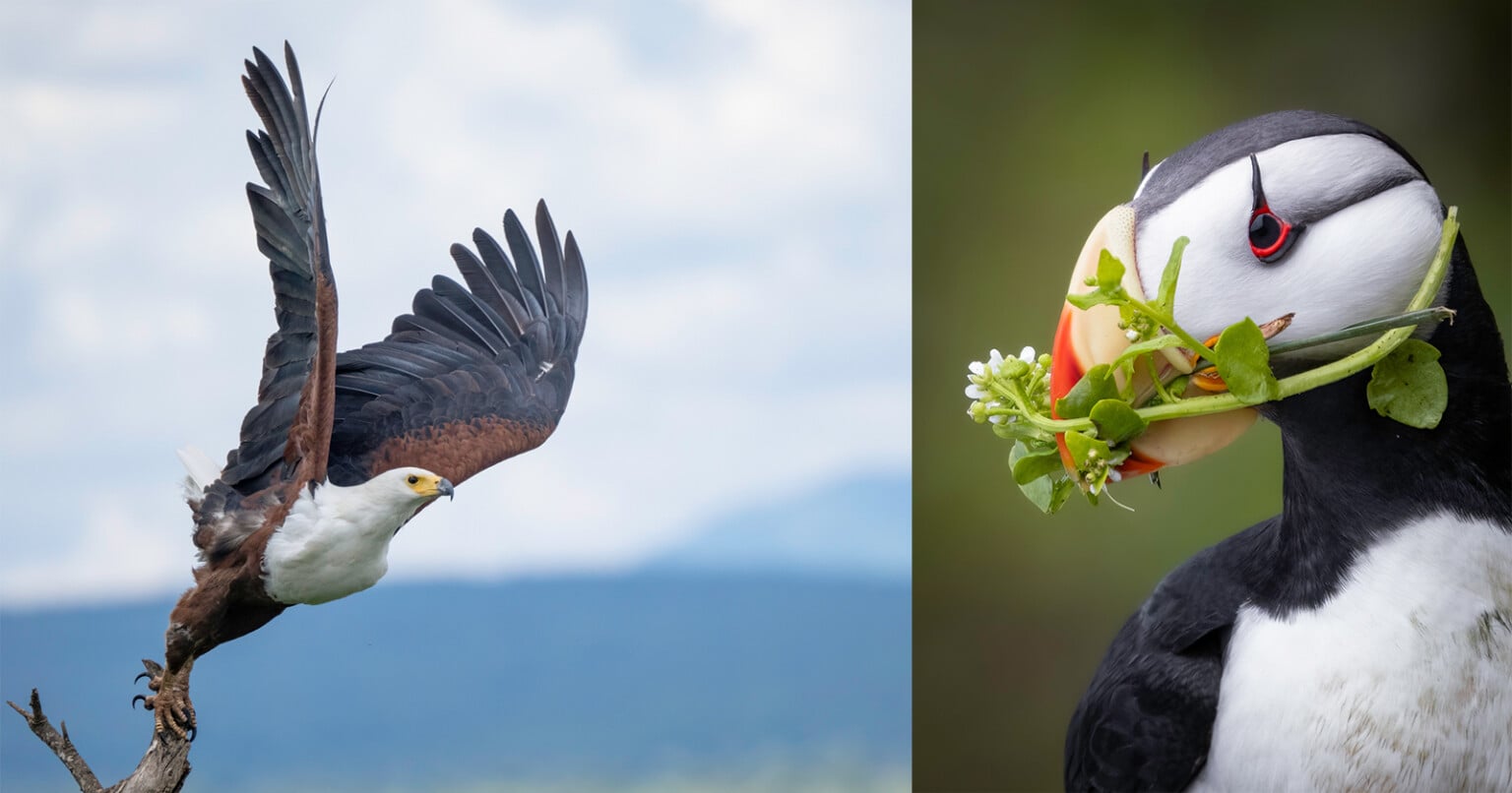 The Ultimate Beginner's Guide to Bird Photography | PetaPixel
