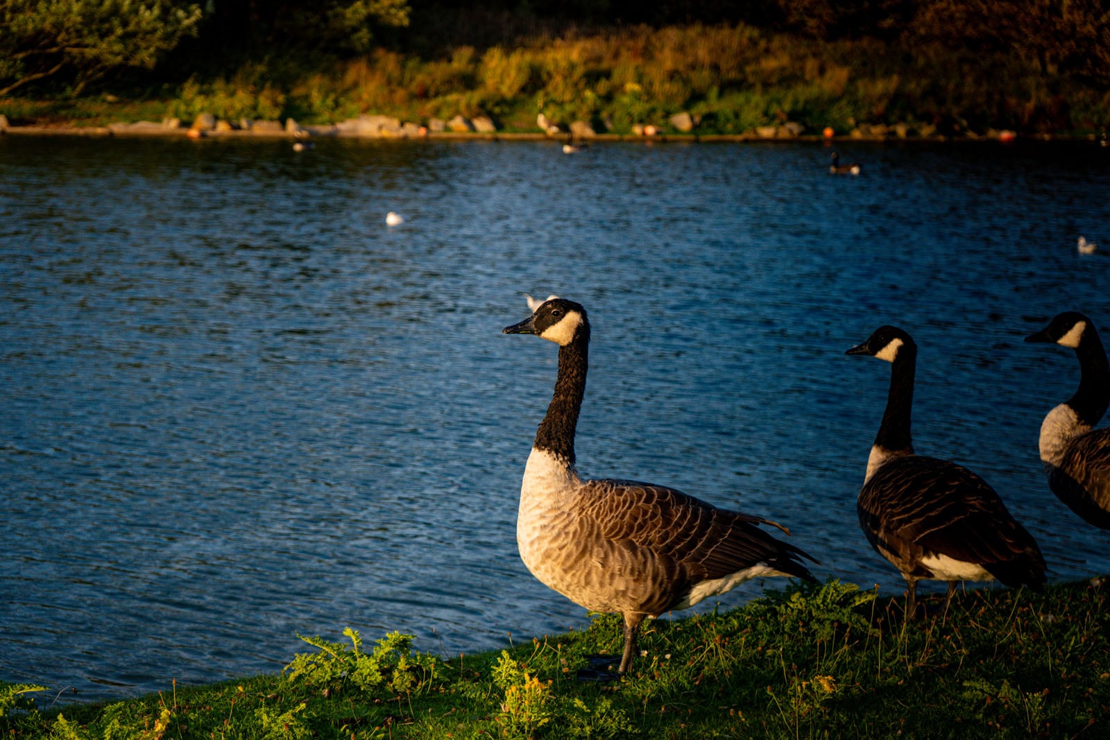 Photographer Nearly Has His Gear Stolen By Mischievous Goose | PetaPixel
