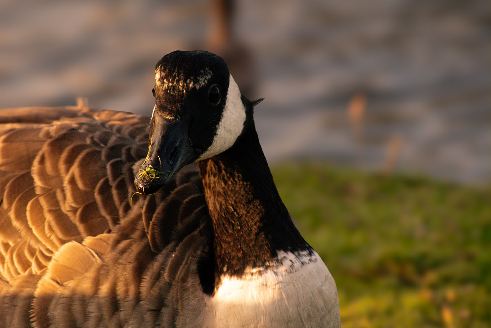 Photographer Nearly Has His Gear Stolen By Mischievous Goose | PetaPixel