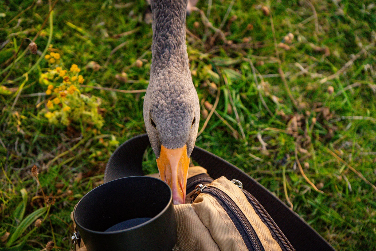 Photographer Nearly Has His Gear Stolen By Mischievous Goose | PetaPixel