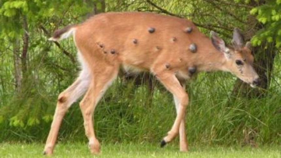 Chilling Photos Show 'Mutant' Deers with Flesh Bubbles Growing Out ...