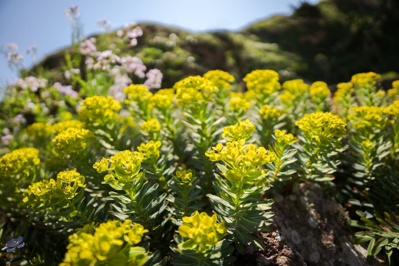 Sigma 12mm f/1.4 Is the Smallest and Lightest DC Contemporary Lens ...