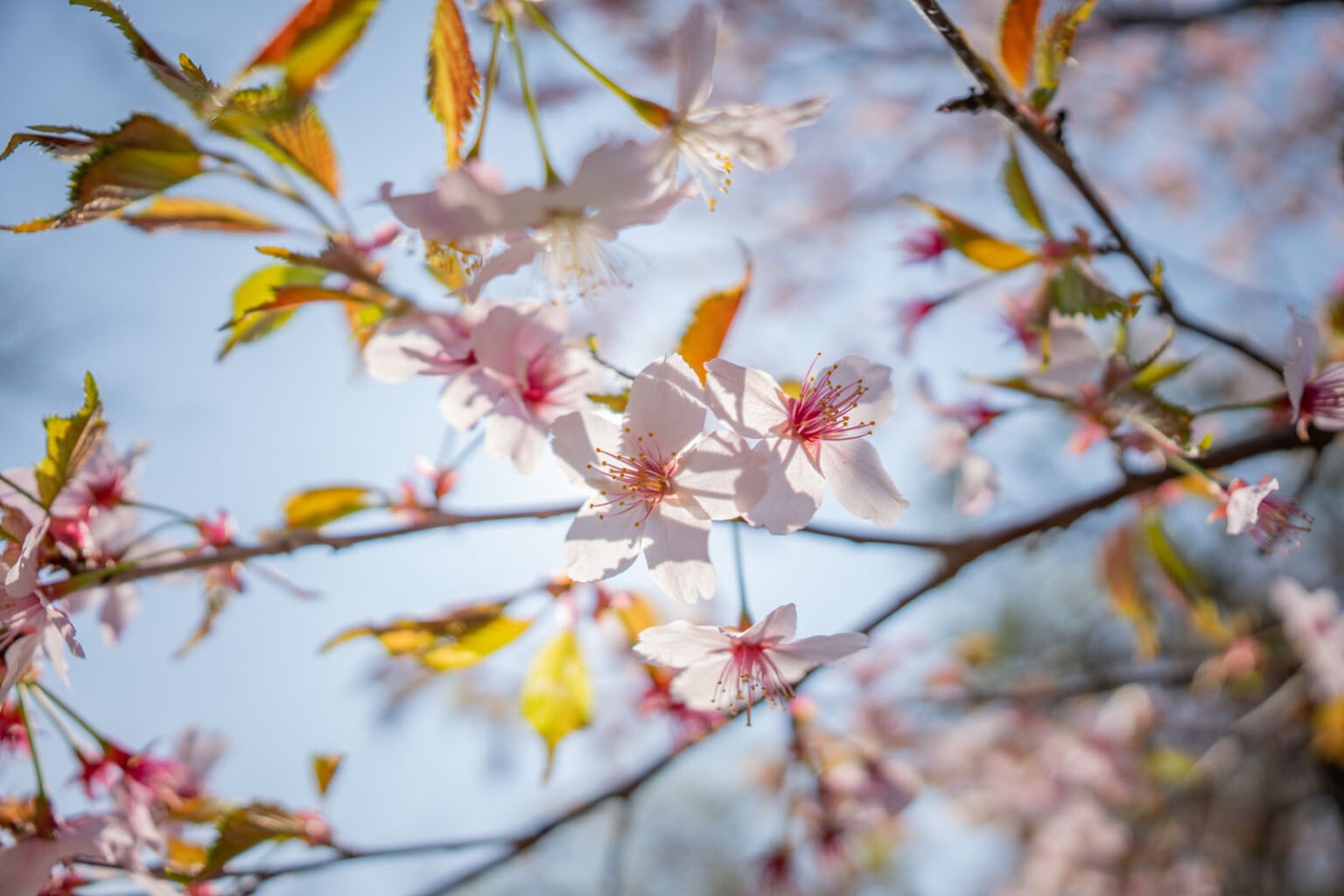 Sigma 12mm f/1.4 Is the Smallest and Lightest DC Contemporary Lens ...