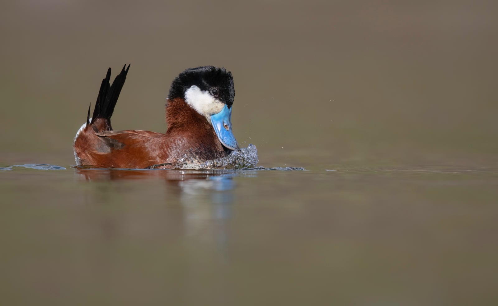 The Ultimate Beginner's Guide to Bird Photography | PetaPixel
