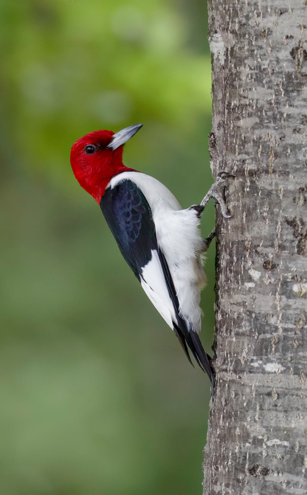 The Ultimate Beginner's Guide to Bird Photography | PetaPixel