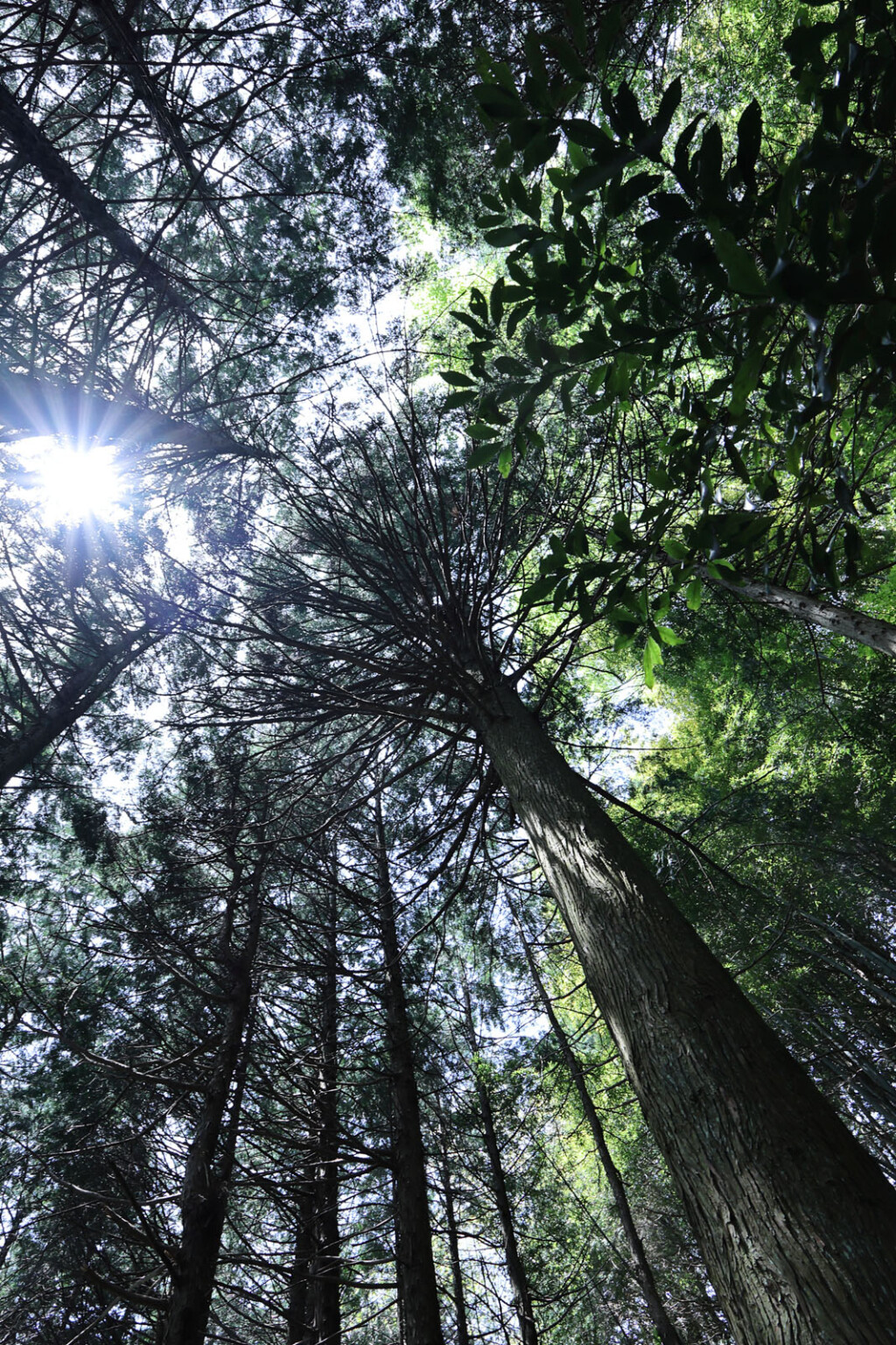 Sigma 12mm f/1.4 Is the Smallest and Lightest DC Contemporary Lens ...