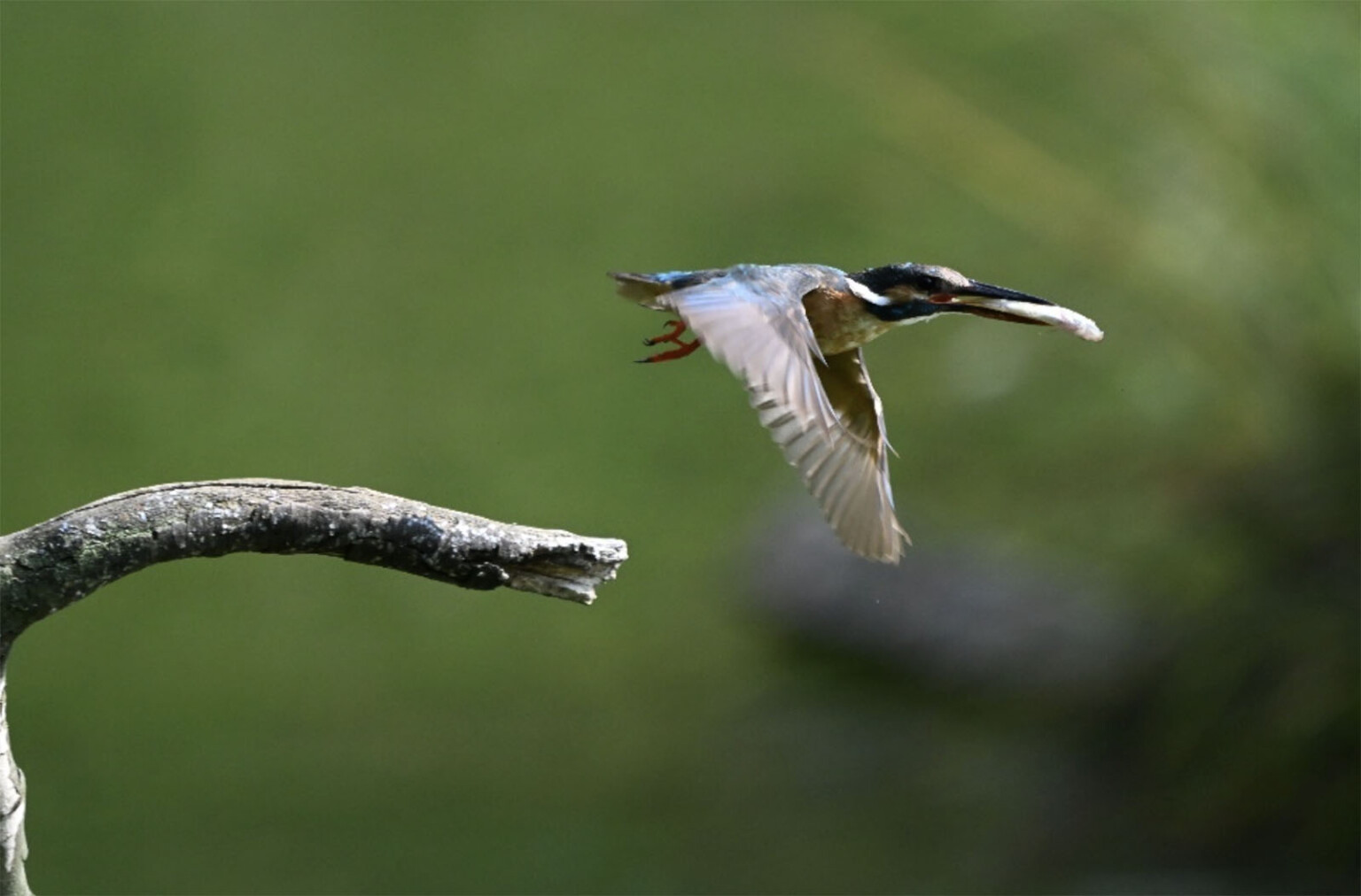 Nikon Z6 III's First Major Firmware Update Adds Bird AF, Auto Capture ...