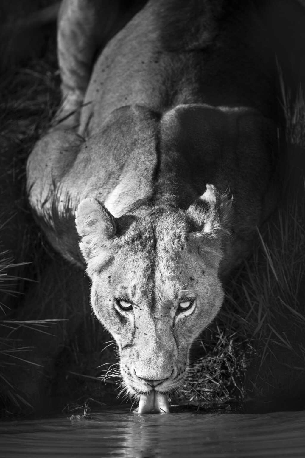 It Took a Photographer 10 Years to Finally Nail the Perfect Lion Photo ...