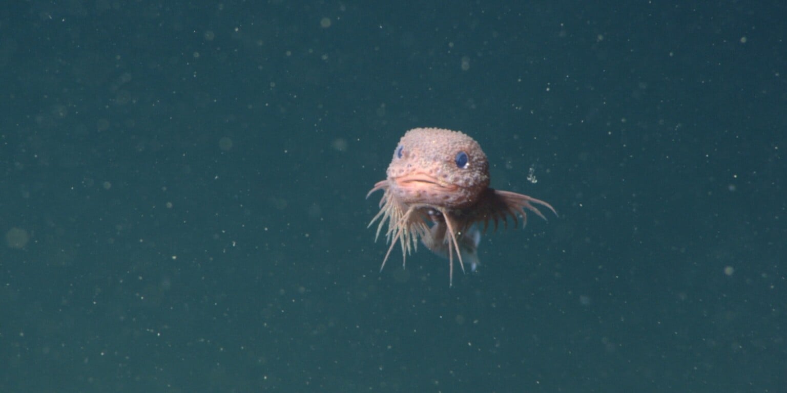 Scientists Film Adorable and Never-Before-Seen Snailfish Two Miles ...