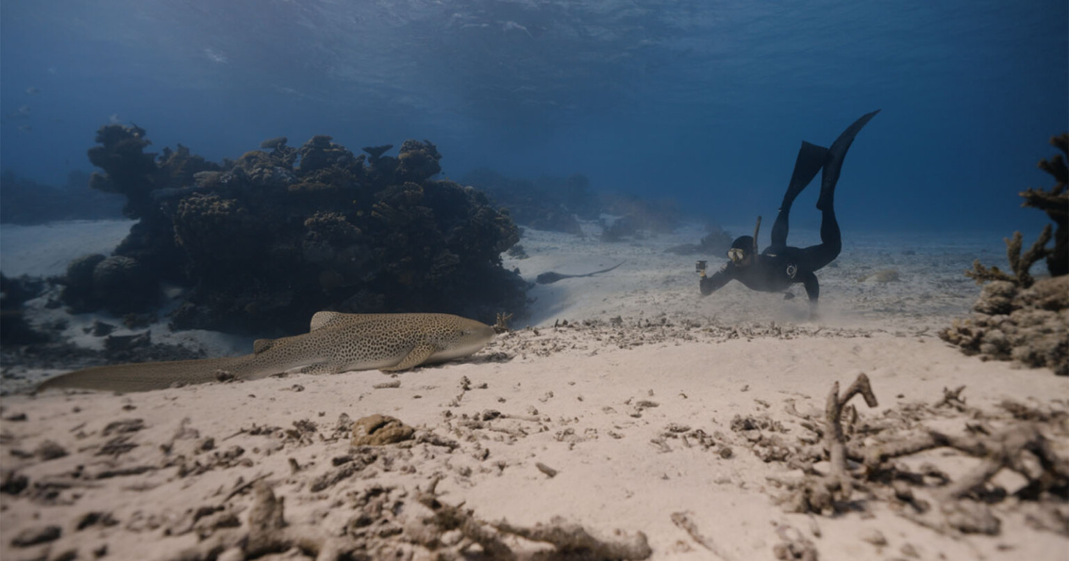 Wild Leopard Sharks Mating Caught on Camera for First Time Ever | PetaPixel