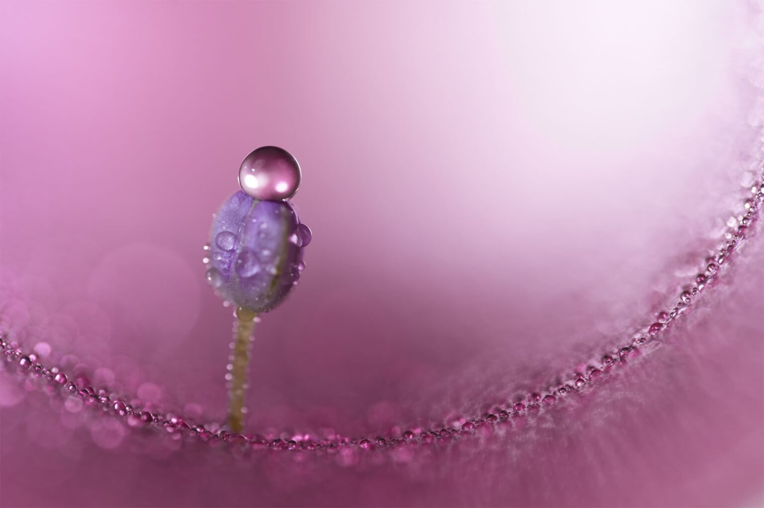 Sony's New 100mm f/2.8 Macro GM Is Its Best Macro Lens Ever | PetaPixel