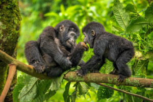 Nature's Best Photography Awards 2025 Winners Showcase Wonderful ...