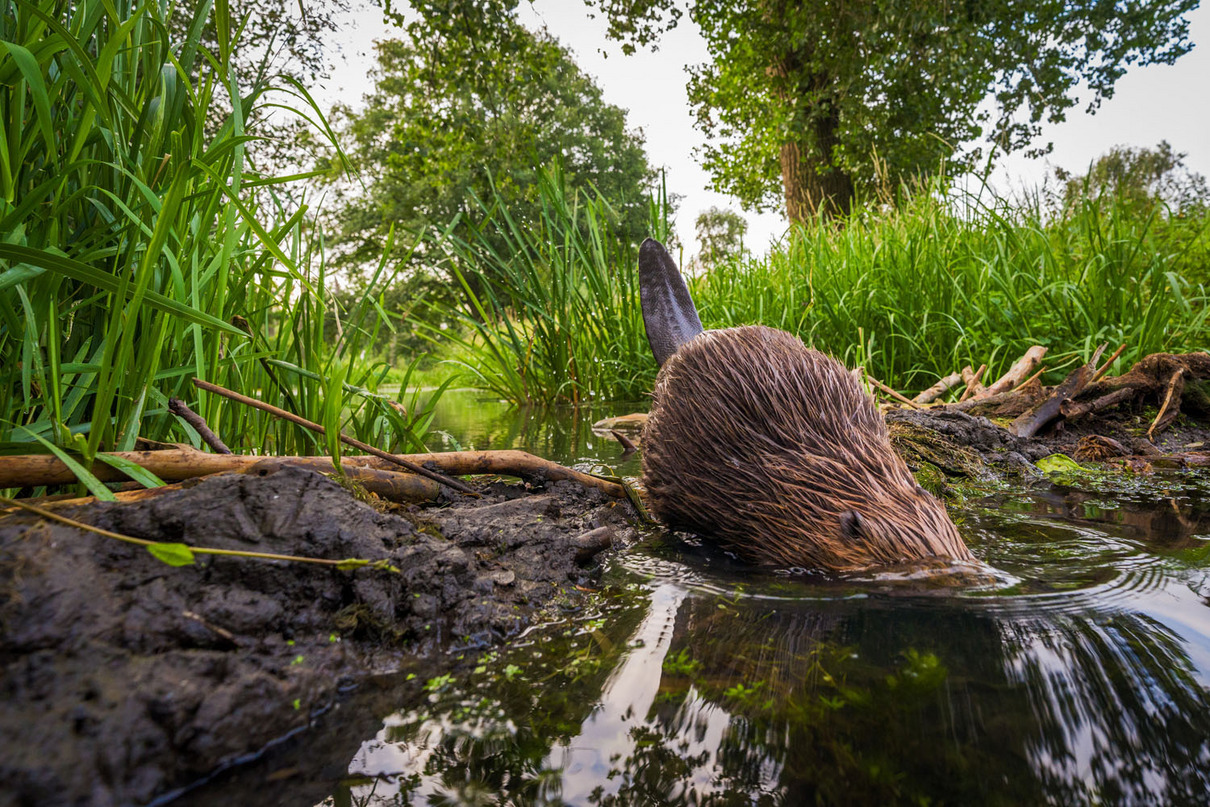 Winners of Rewilding Europe Award Capture the Enduring Optimism of ...