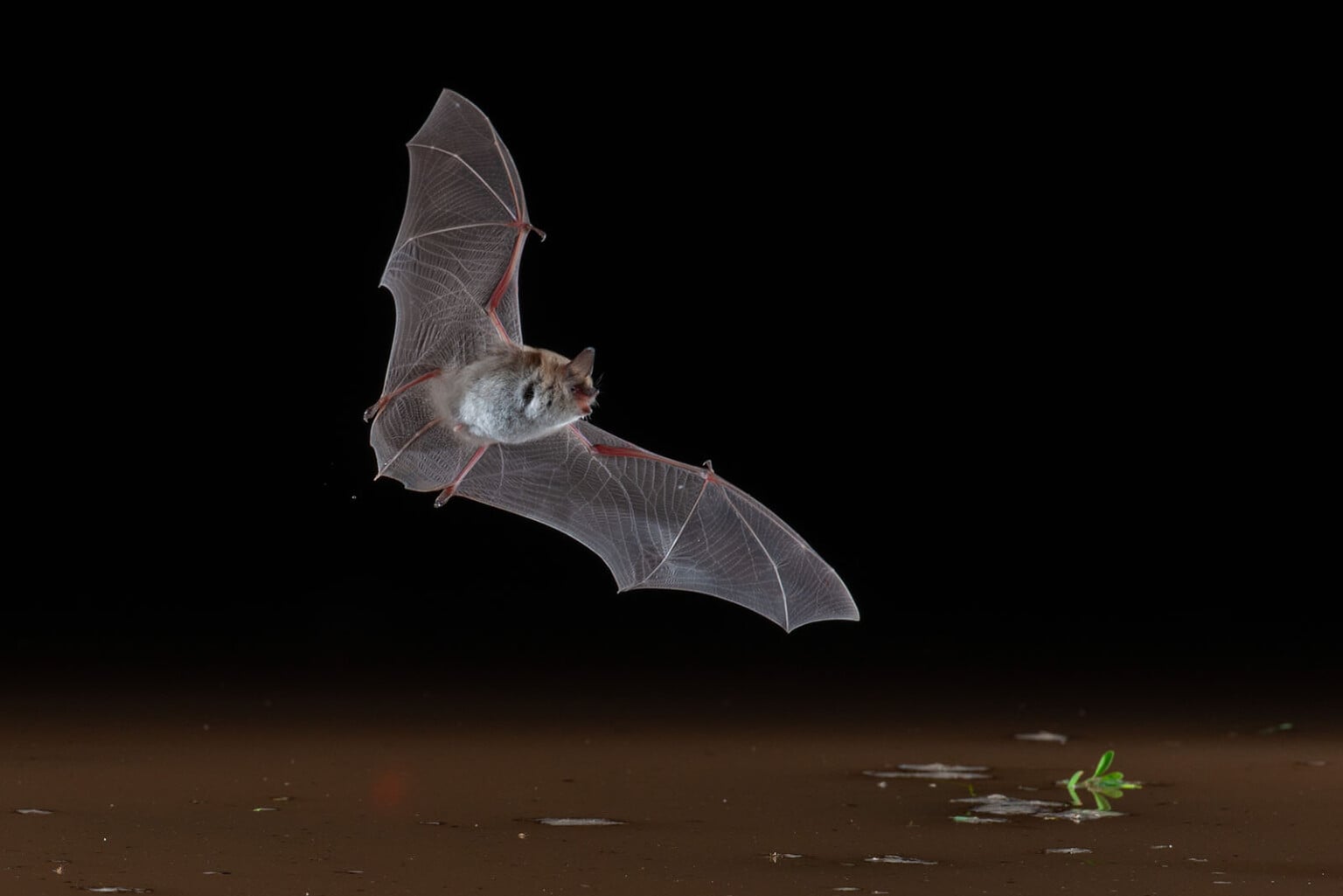 Photographer Captures Stunning Portraits of Misunderstood Bats | PetaPixel
