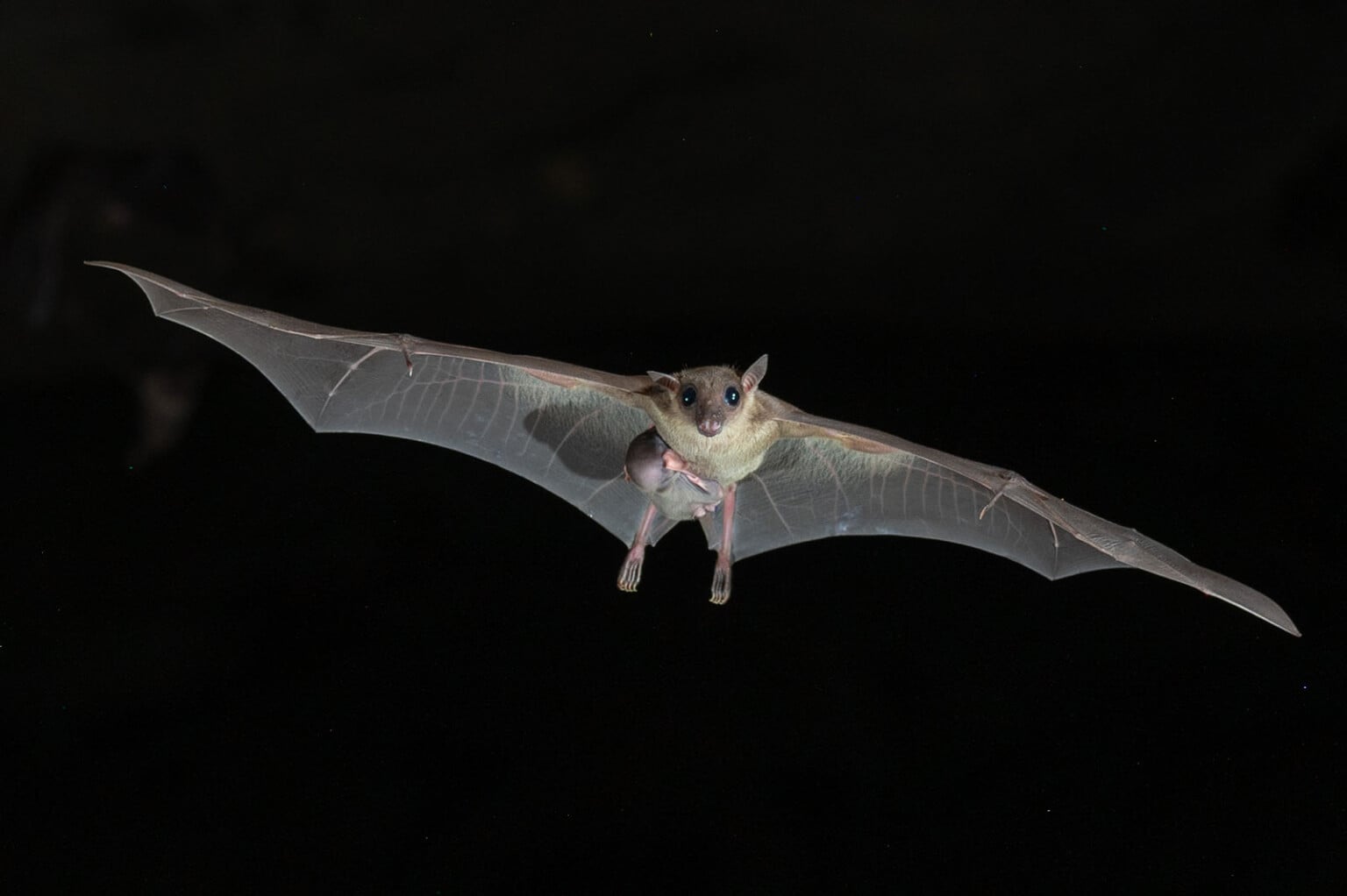 Photographer Captures Stunning Portraits of Misunderstood Bats | PetaPixel