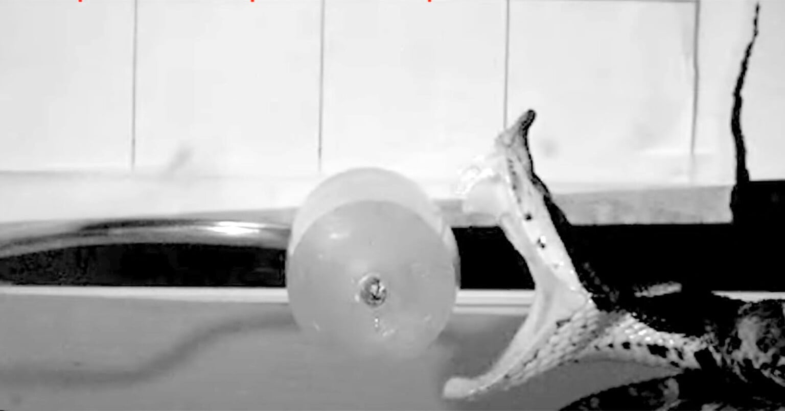 Snake Bites Captured at 1,000 Frames Per Second on High-Speed Camera ...