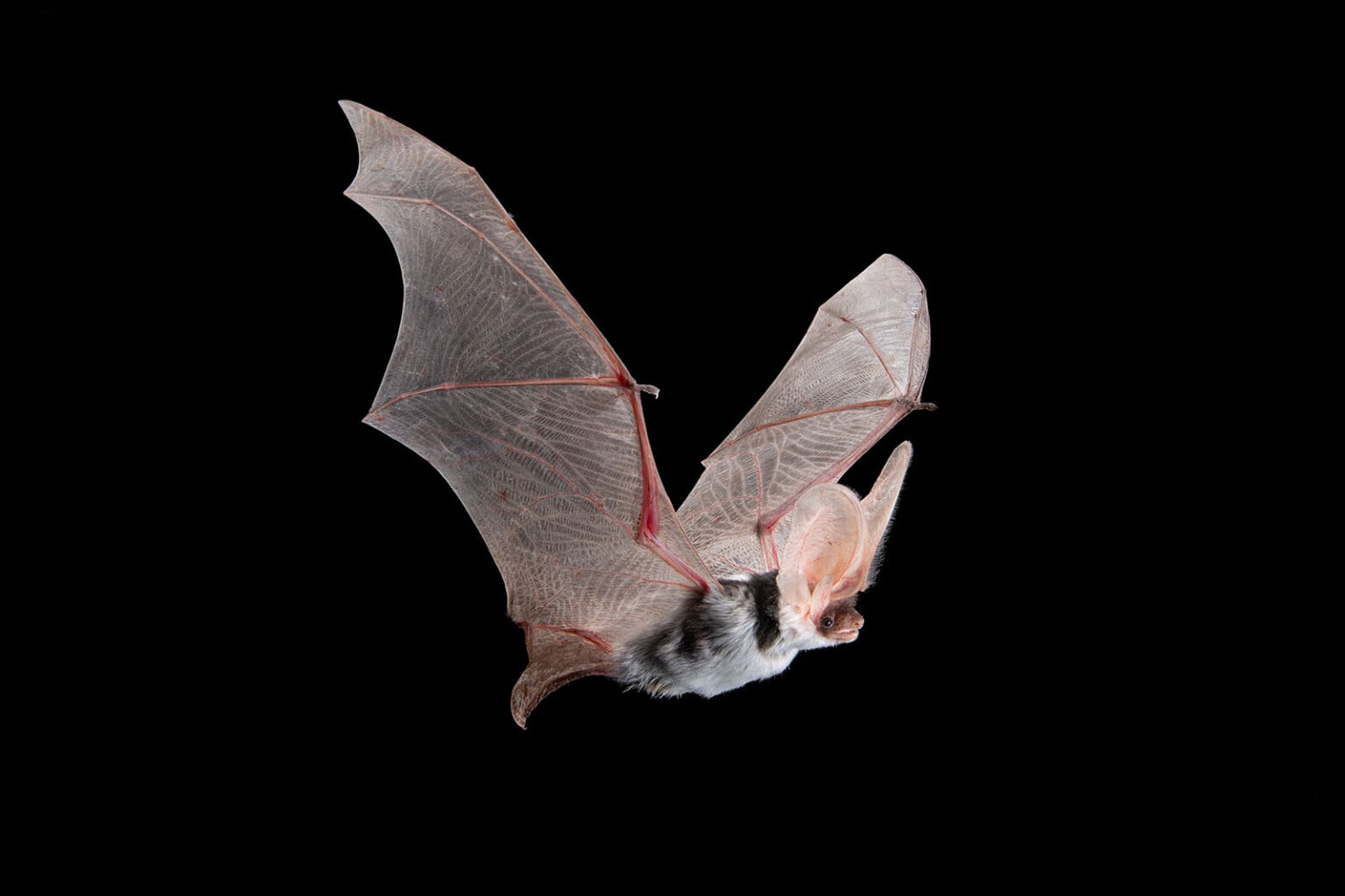 Photographer Captures Stunning Portraits of Misunderstood Bats | PetaPixel