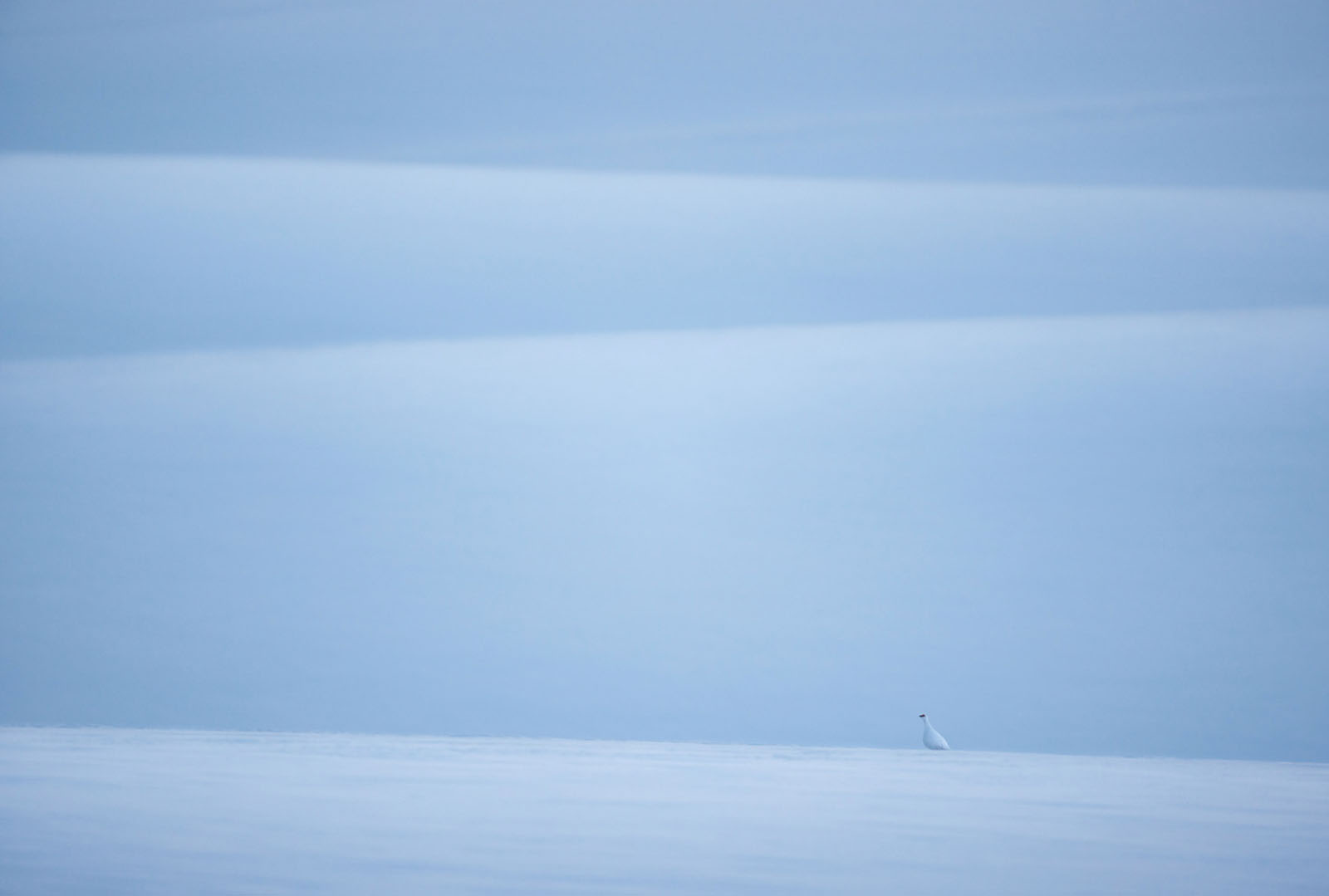 Award-Winning Photos Show the Beauty and Resilience of Wildlife | PetaPixel