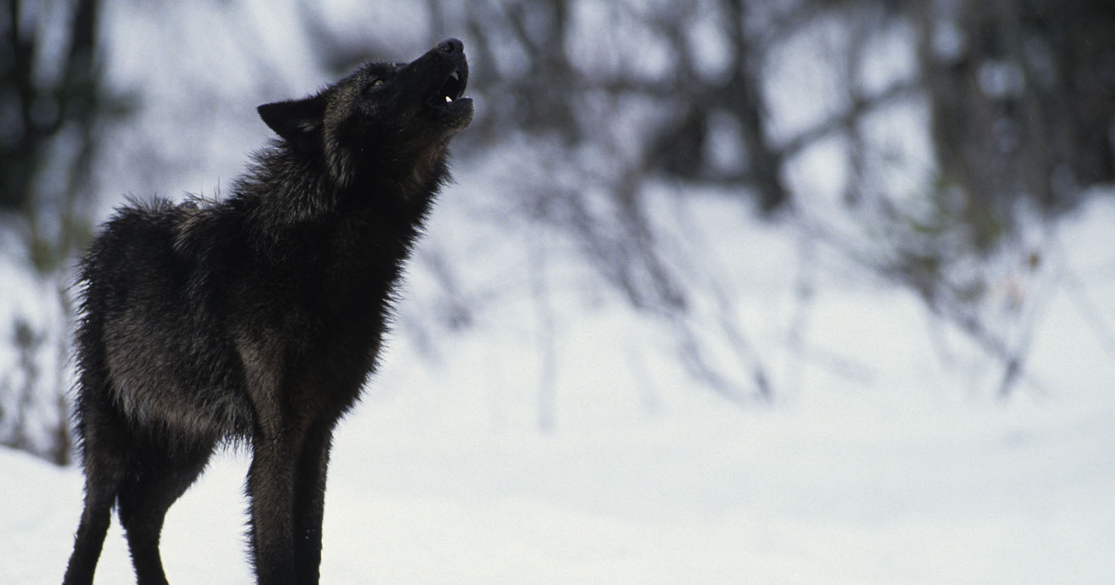 Photographer Captures Insane Moment Man Rushes Toward a Pack of Wild ...