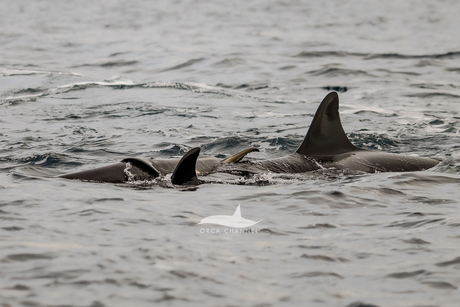 Photographer Captures First-Ever Images of an Orca Being Born in the ...