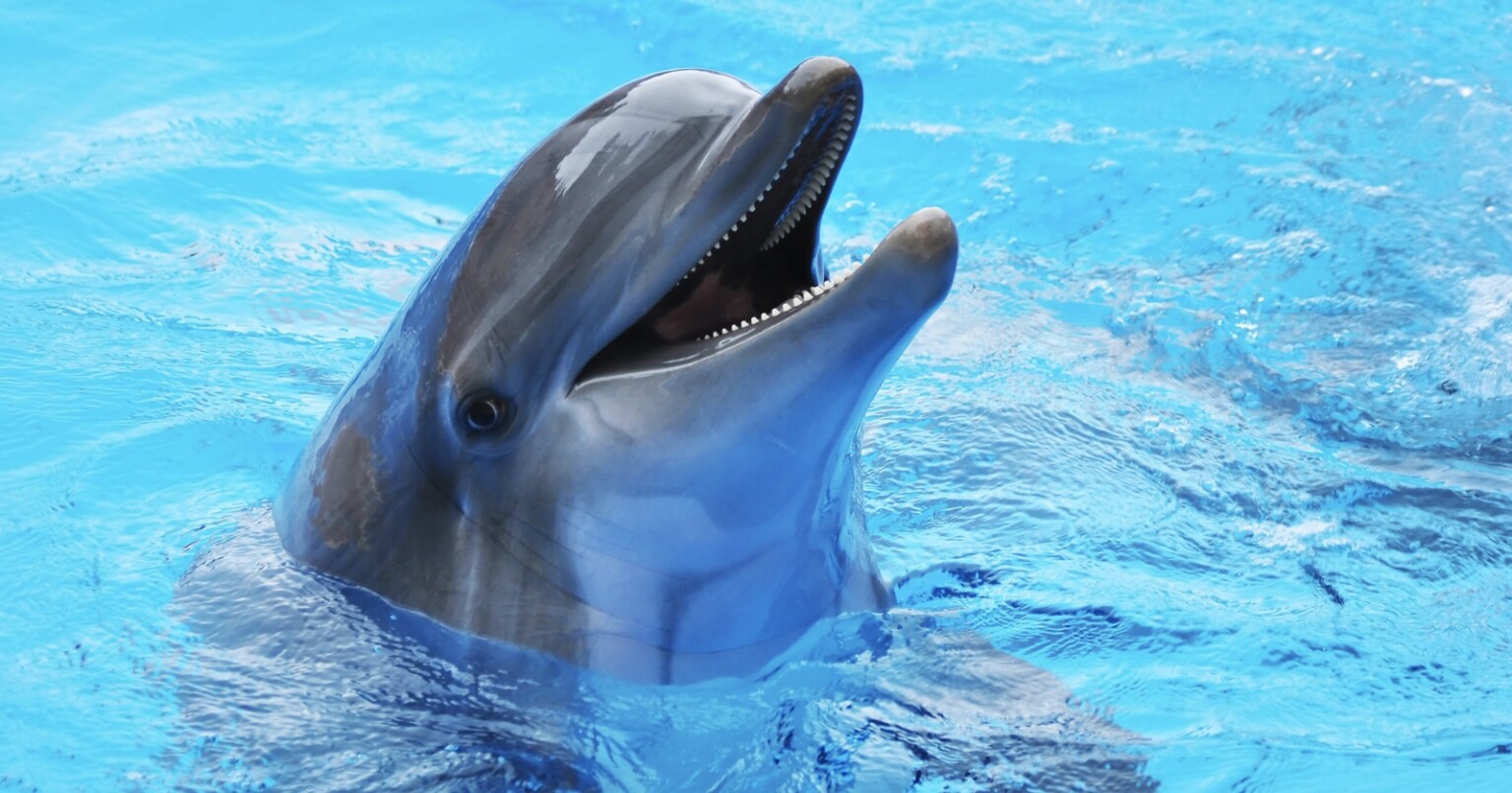 Theme Park Photographer Sues for $650K After Fall During Dolphin Shoot ...