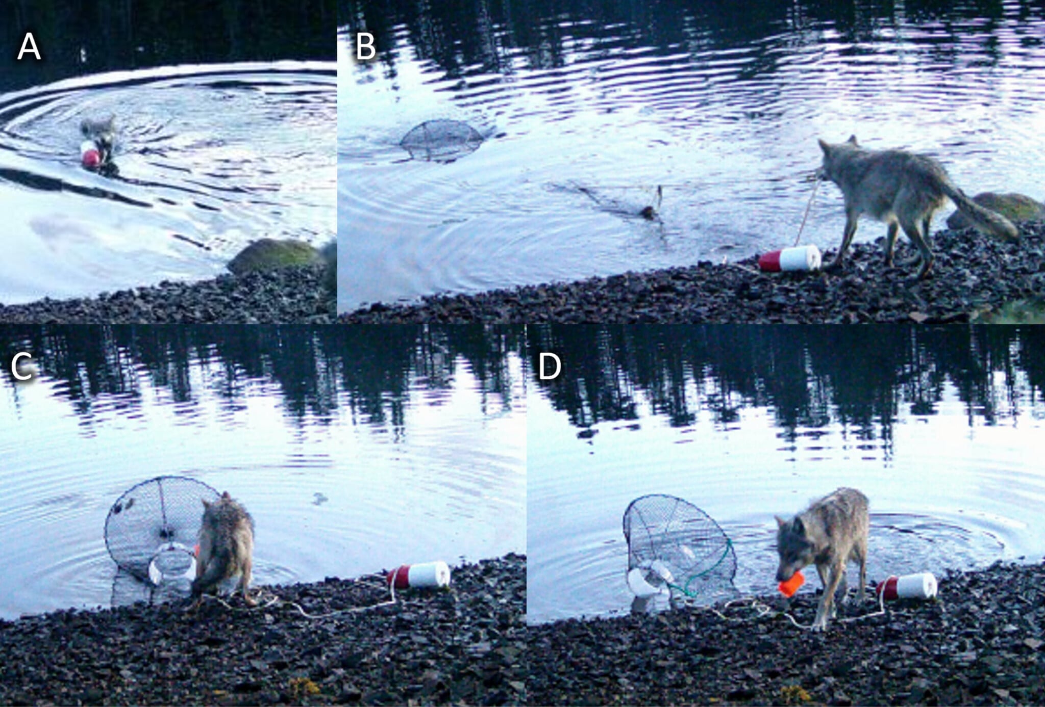 Remote Cameras May Have Captured First Recorded Tool Use by a Wild Wolf ...