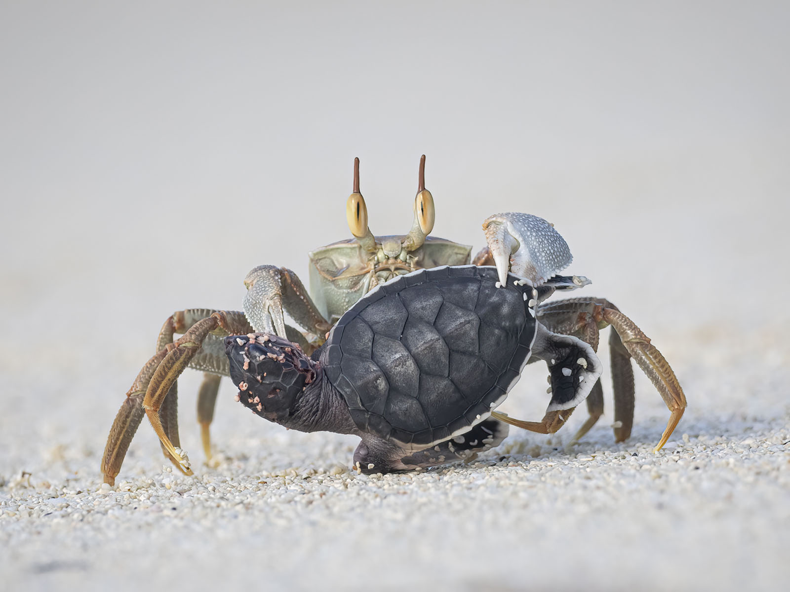 British Photography Awards 2025 Winners Showcase Global Creativity ...