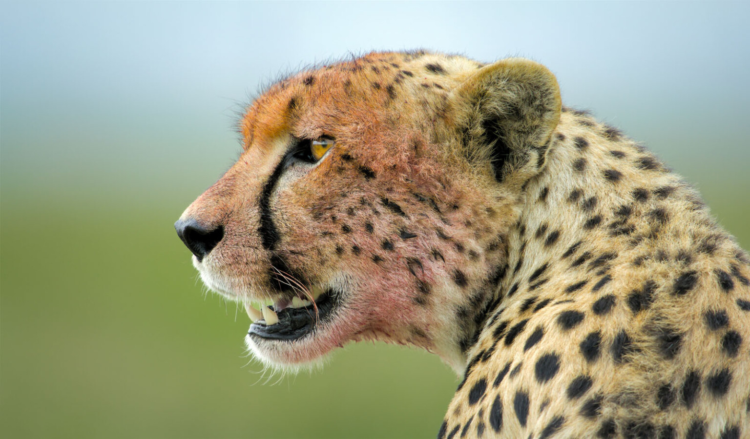 Postman-Turned-Cinematographer Films Cheetahs In Brand New Ways | PetaPixel