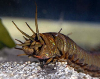 Ultra Slow-Motion Footage Shows Terrifying Bobbit Worm Striking Its ...