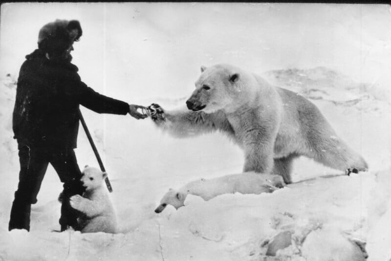 Jaw-Dropping Photos Show Soviet Soldiers Hand-Feeding Wild Polar Bears ...