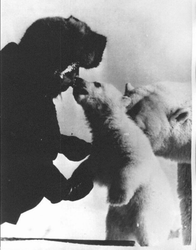 Jaw-Dropping Photos Show Soviet Soldiers Hand-Feeding Wild Polar Bears ...