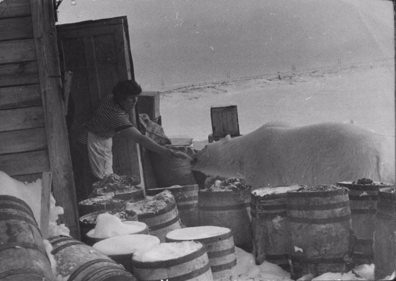 Jaw-Dropping Photos Show Soviet Soldiers Hand-Feeding Wild Polar Bears ...