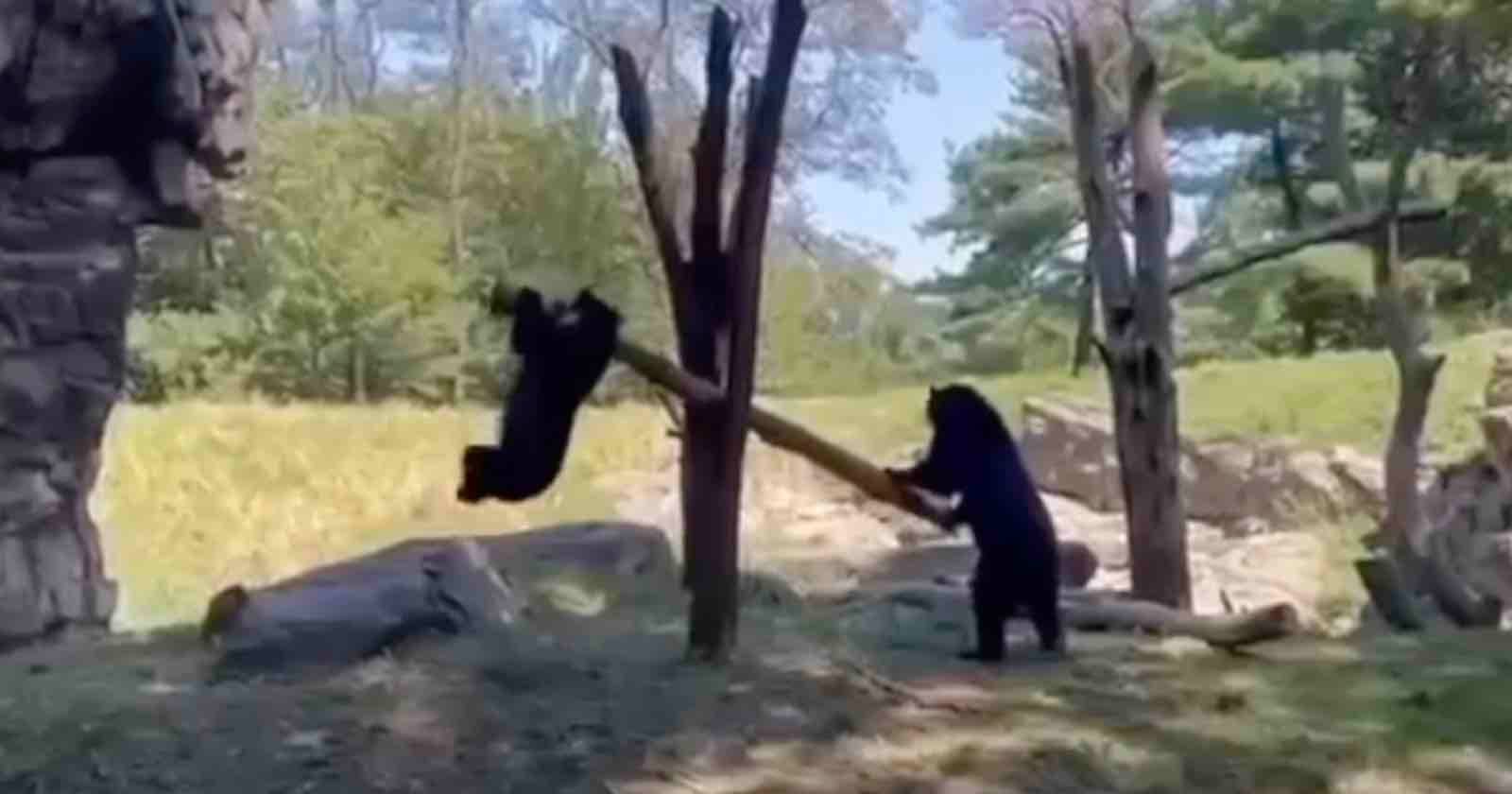 Incredible Footage Shows Andean Bears Using Tree Branch Like a See-Saw ...