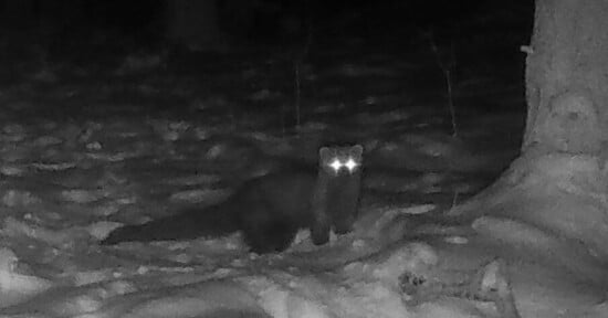 Trail Camera Captures Elusive 'Fisher' in Ohio County for First Time ...