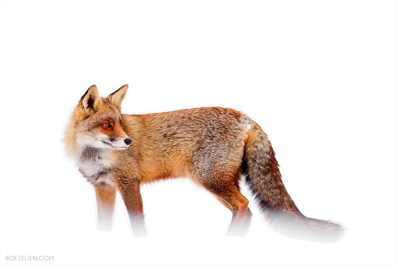 Ethereal Snowy Fox Portraits Recast the Animals From Sly to Sweet ...