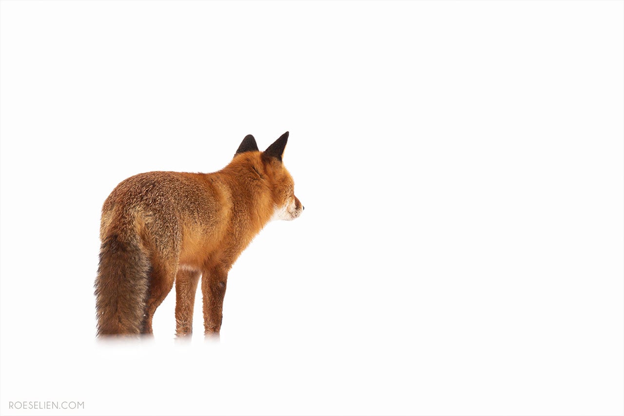 Ethereal Snowy Fox Portraits Recast the Animals From Sly to Sweet ...