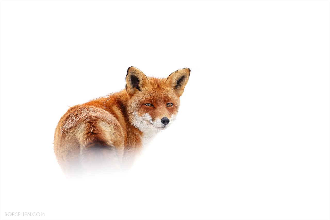Ethereal Snowy Fox Portraits Recast the Animals From Sly to Sweet ...