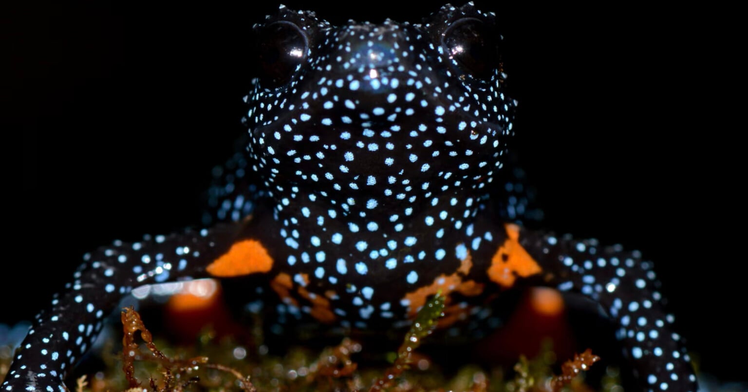 Wildlife Photographers Accused of Destroying Habitat as Rare ‘Galaxy ...