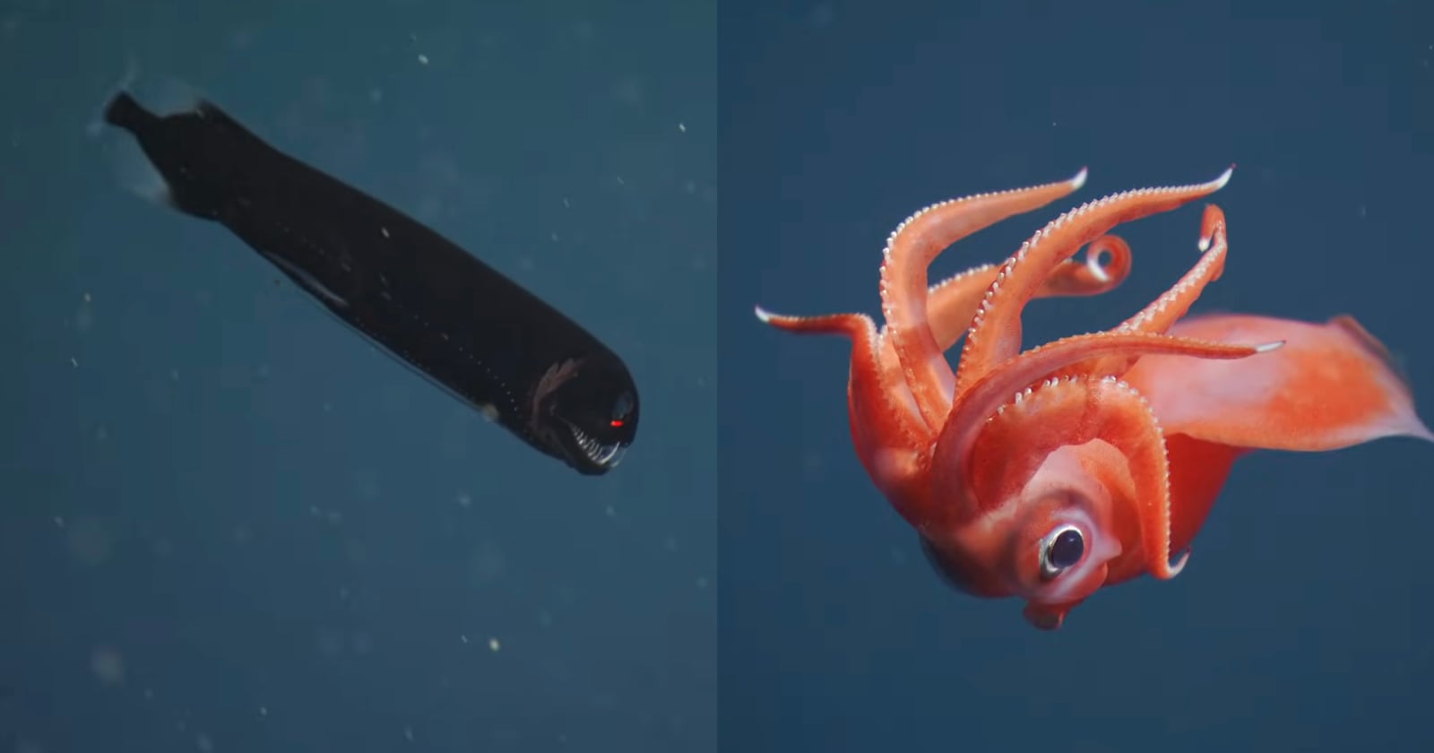 Stunning 4K Footage of the Most Spectacular Deep Sea Creatures Filmed ...