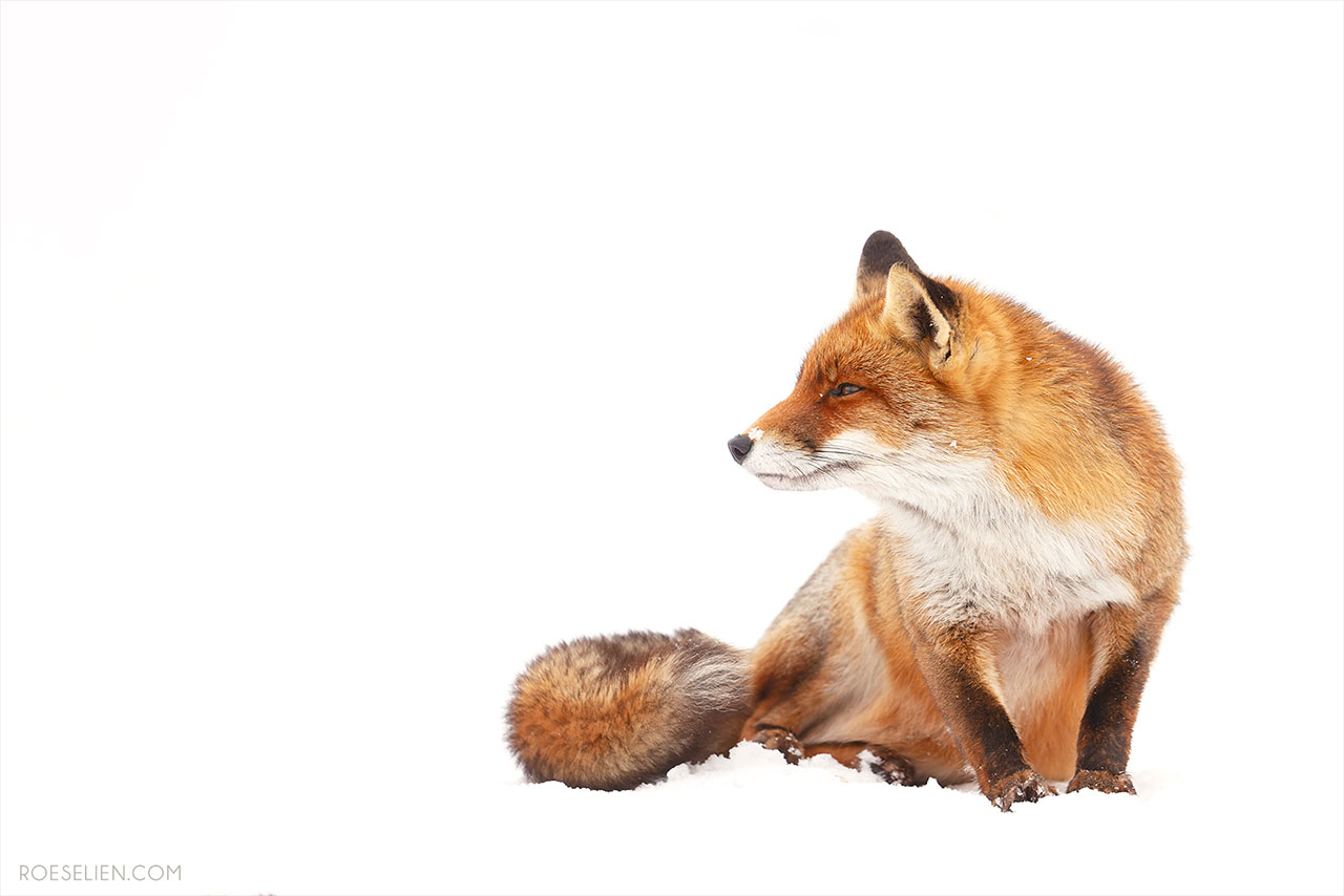 Ethereal Snowy Fox Portraits Recast the Animals From Sly to Sweet ...