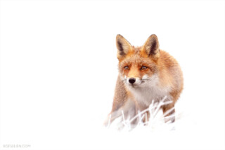 Ethereal Snowy Fox Portraits Recast the Animals From Sly to Sweet ...