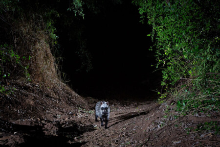 Camtraptions' Celebrated Camera Trap Motion Sensor Is Now Even Better ...