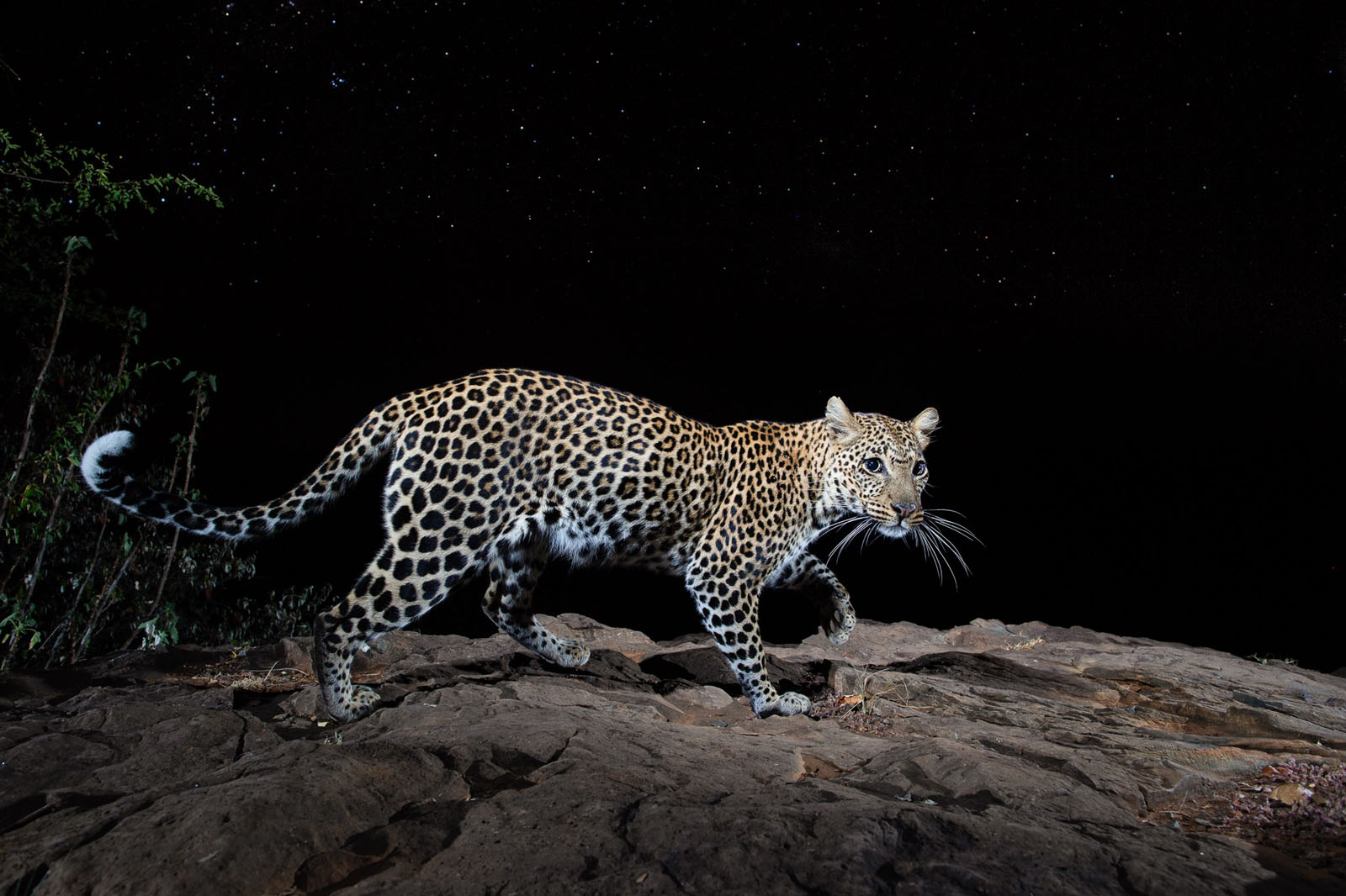 Camtraptions' Celebrated Camera Trap Motion Sensor Is Now Even Better ...