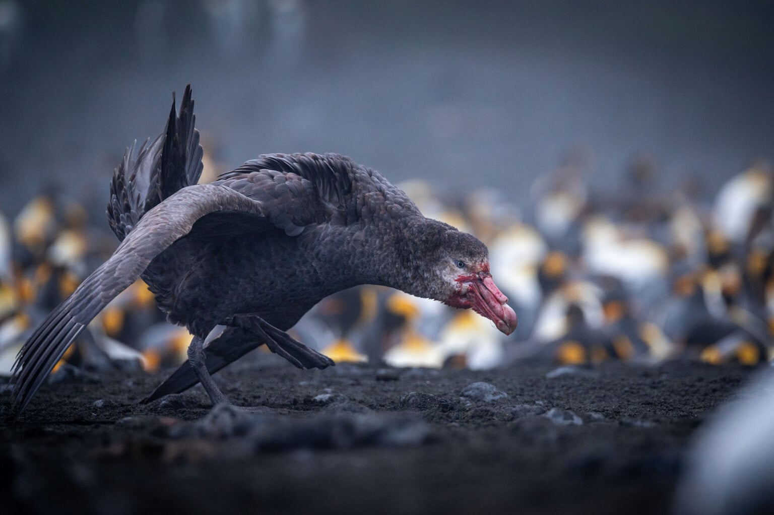 Capturing Ecology Photo Contest 2025 Winners Show the Wonders of Nature ...