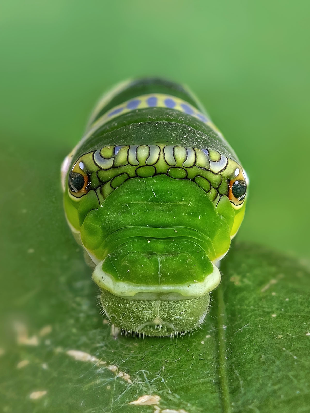Capturing Ecology Photo Contest 2025 Winners Show the Wonders of Nature ...