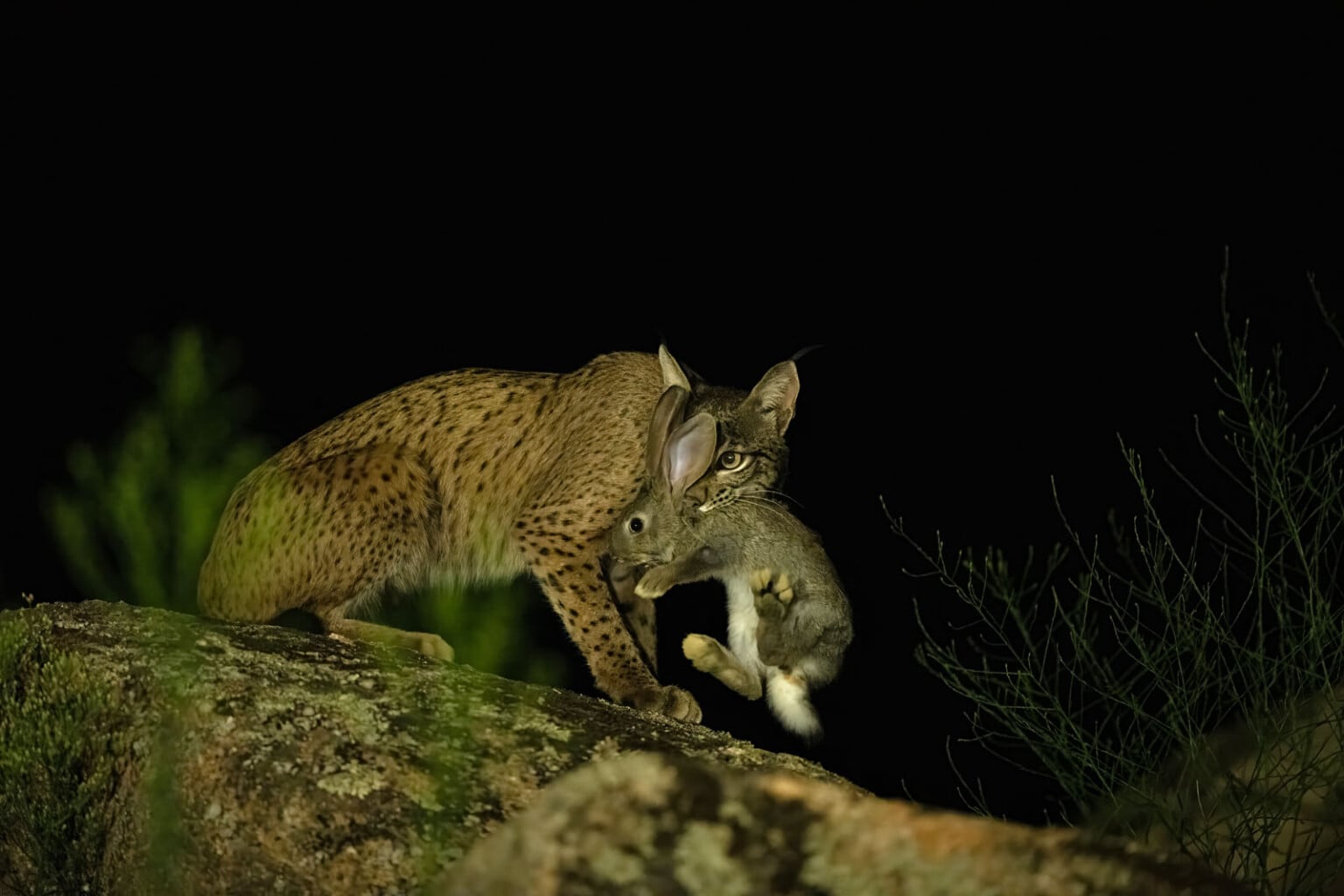 Capturing Ecology Photo Contest 2025 Winners Show the Wonders of Nature ...