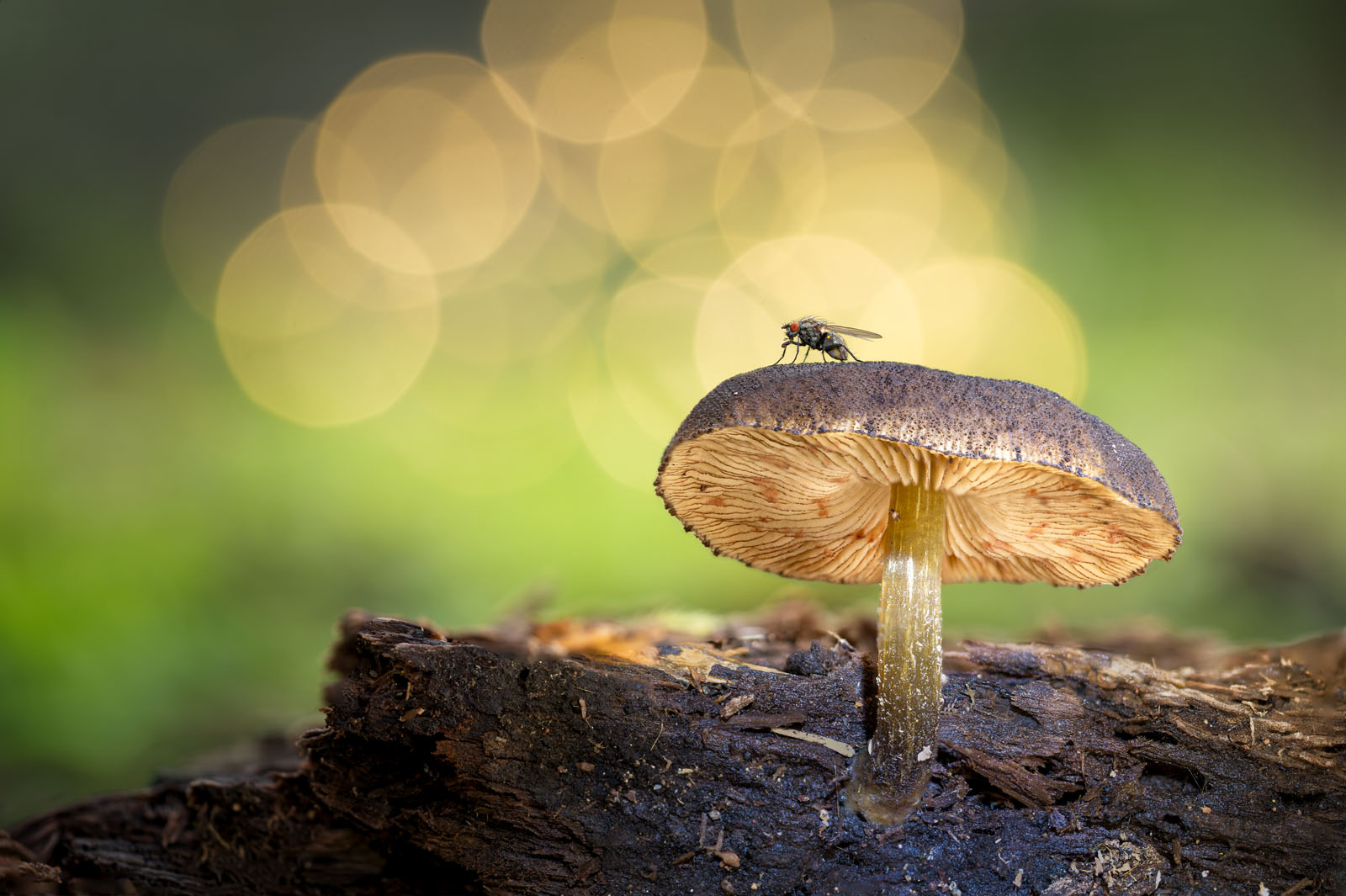 Capturing Ecology Photo Contest 2025 Winners Show the Wonders of Nature ...