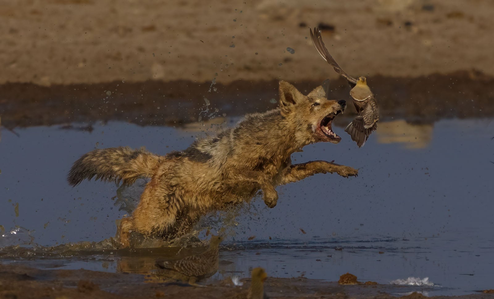 Capturing Ecology Photo Contest 2025 Winners Show the Wonders of Nature ...