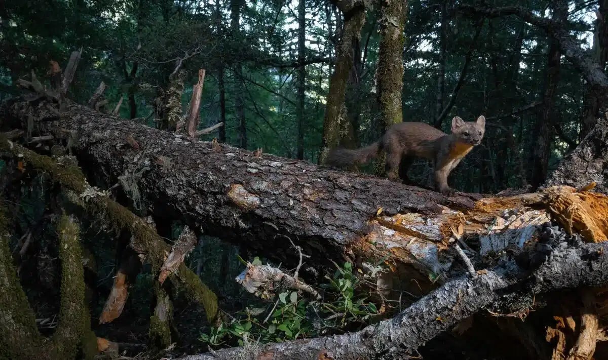Researchers Use 135 Remote Cameras to Film Once 'Extinct' Coastal ...
